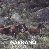 Garrano - Le brave cheval des montagnes, The Garrano - A brave horse in ...
