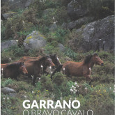Garrano - o bravo cavalo das montanhas The Garrano - A brave horse in ...